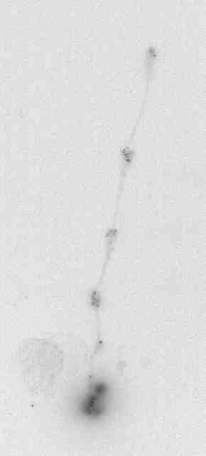 Autoradiographs of radioactive dandelion and horsetail from Fukushima ...